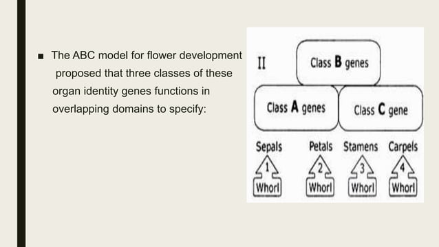 ABC model of flower development crop repro physio | PPTX | Gardening ...