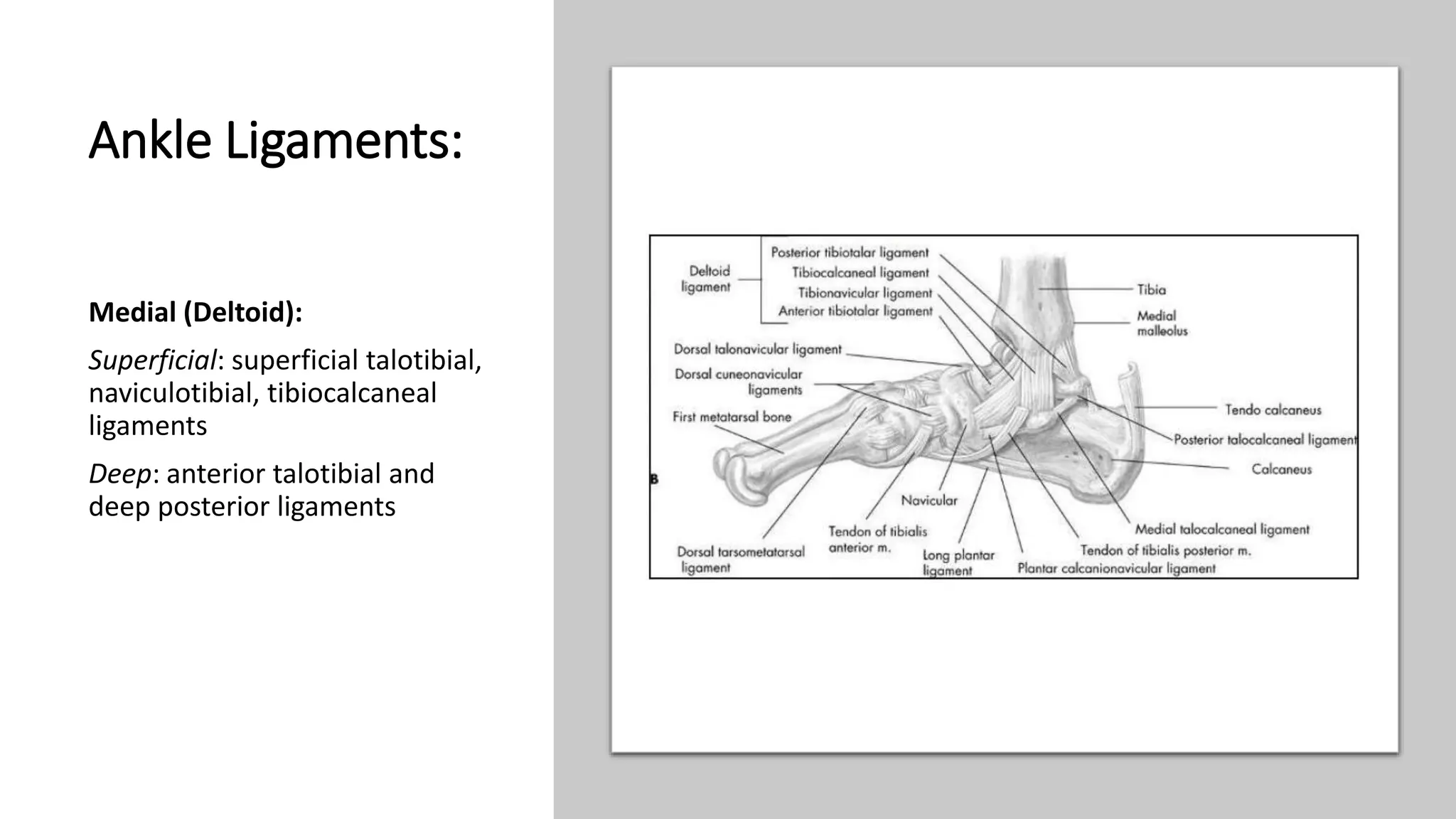 Ajm Sheet: Ankle Fracture | PPT