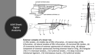 AJM Sheet: Digital Deformity Work-up | PPTX