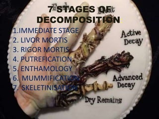 Human Decomposition Stages