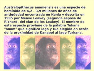 Anamensis | ODP