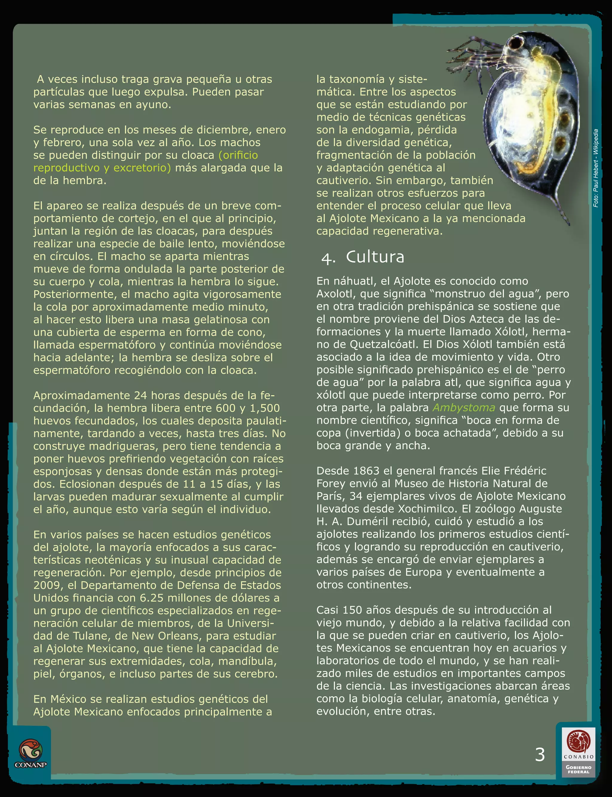 Ajolote mexicano | PDF