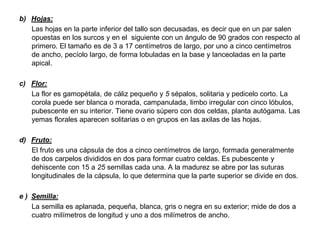 Ajonjolí | PDF