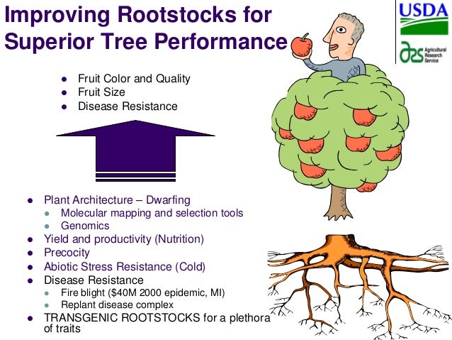Apple Rootstock Selection