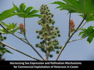 Caster pollination | PPTX