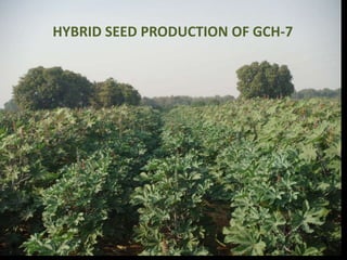 Caster pollination | PPTX