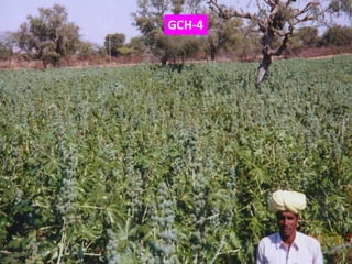 Caster pollination | PPTX