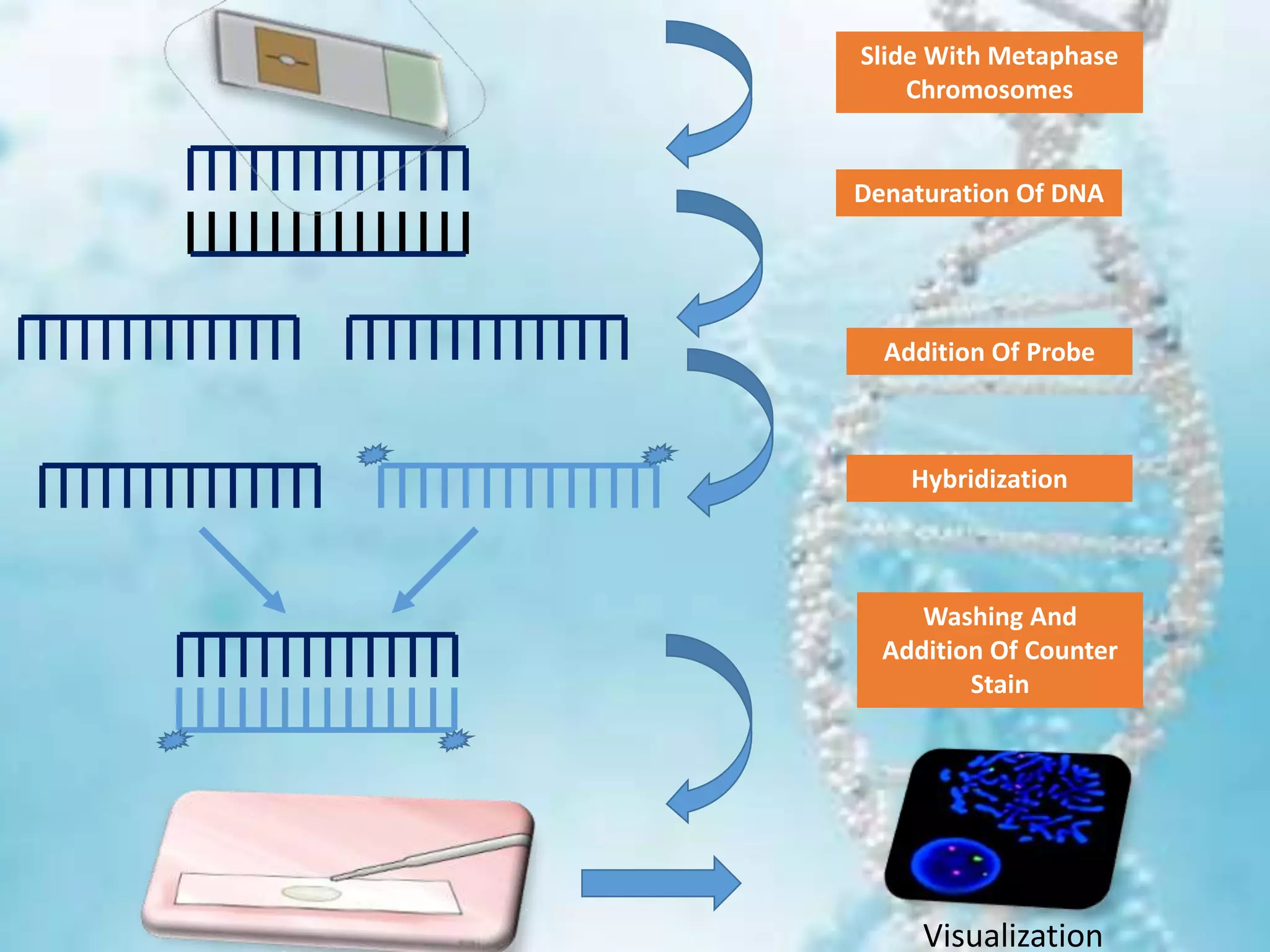 Advanced Techniques In Molecular Cytogenetics Karyotyping, FISH, CGH ...