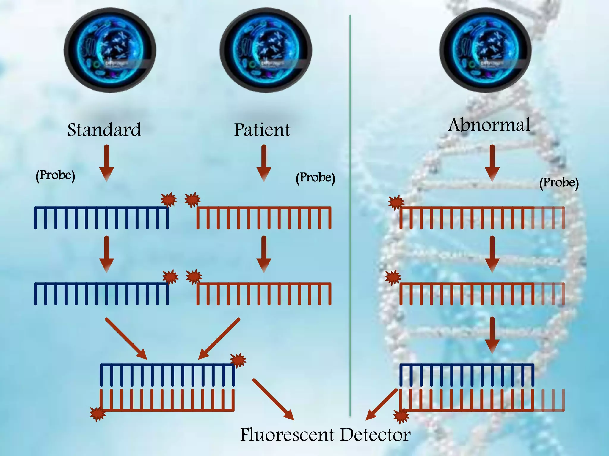 Advanced Techniques In Molecular Cytogenetics Karyotyping, FISH, CGH ...