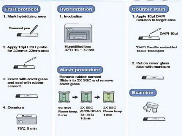 Advanced Techniques In Molecular Cytogenetics Karyotyping, FISH, CGH ...