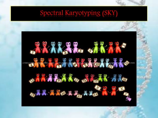 Advanced Techniques In Molecular Cytogenetics Karyotyping, FISH, CGH ...