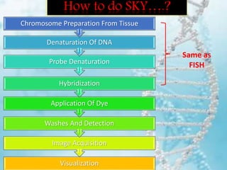 Advanced Techniques In Molecular Cytogenetics Karyotyping, FISH, CGH ...