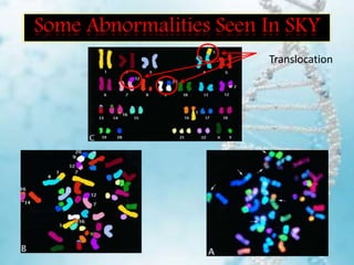 Advanced Techniques In Molecular Cytogenetics Karyotyping, FISH, CGH ...