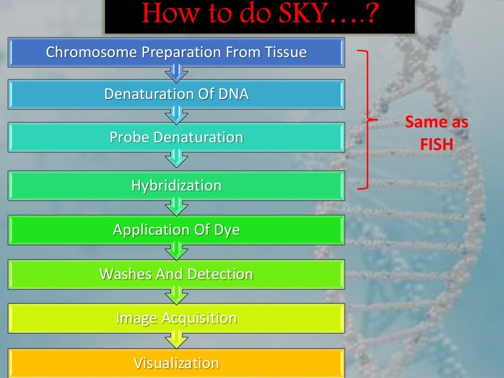 Advanced Techniques In Molecular Cytogenetics Karyotyping, FISH, CGH,…