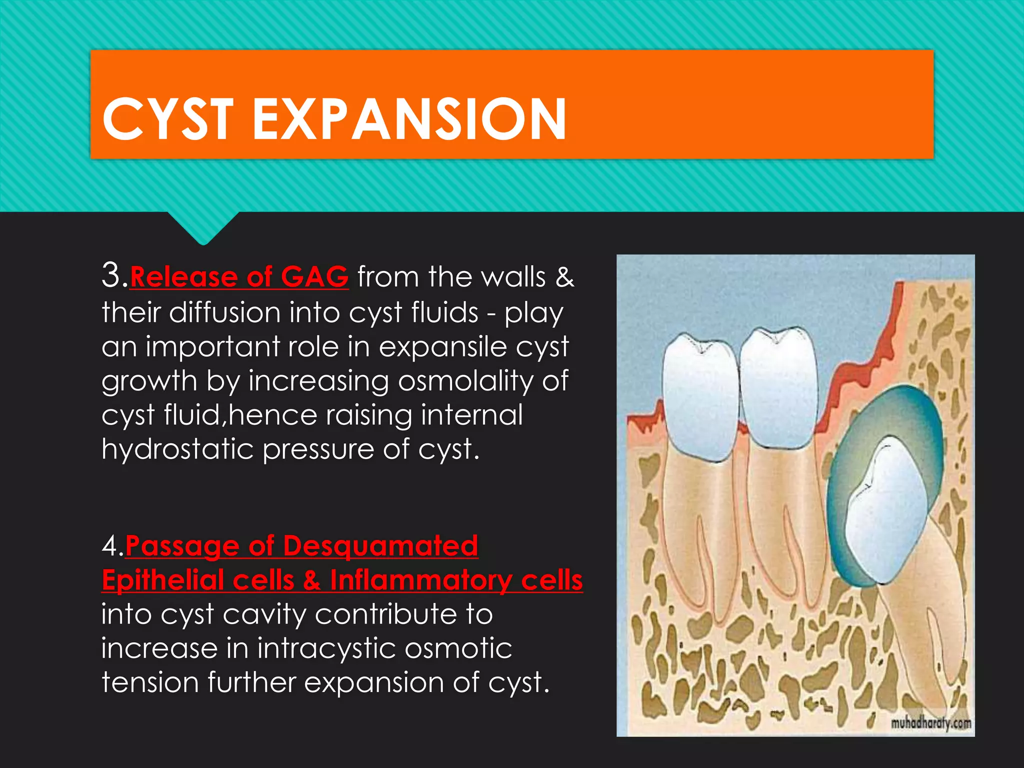 DENTIGEROUS CYST & CALCIFYING ODONTOGENIC CYST.pptx