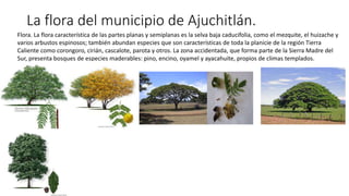 Ajuchitlan del progreso | PPTX