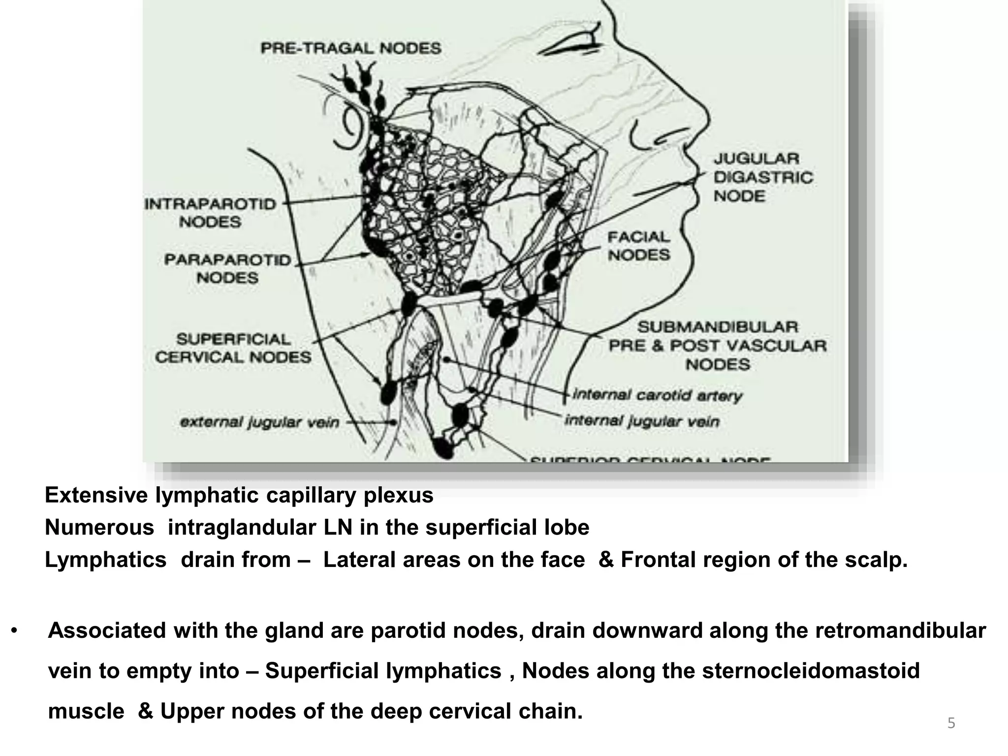 Salivary gland tumours | PPTX