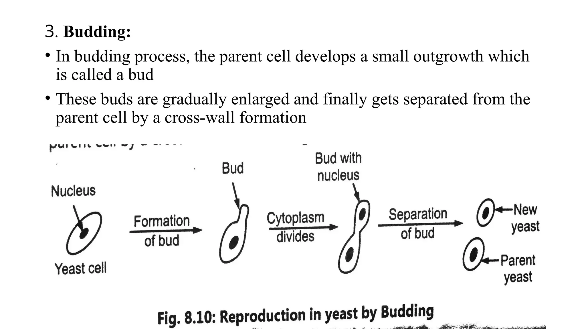 presentation on morphology classification, reproduction, cultivation of ...