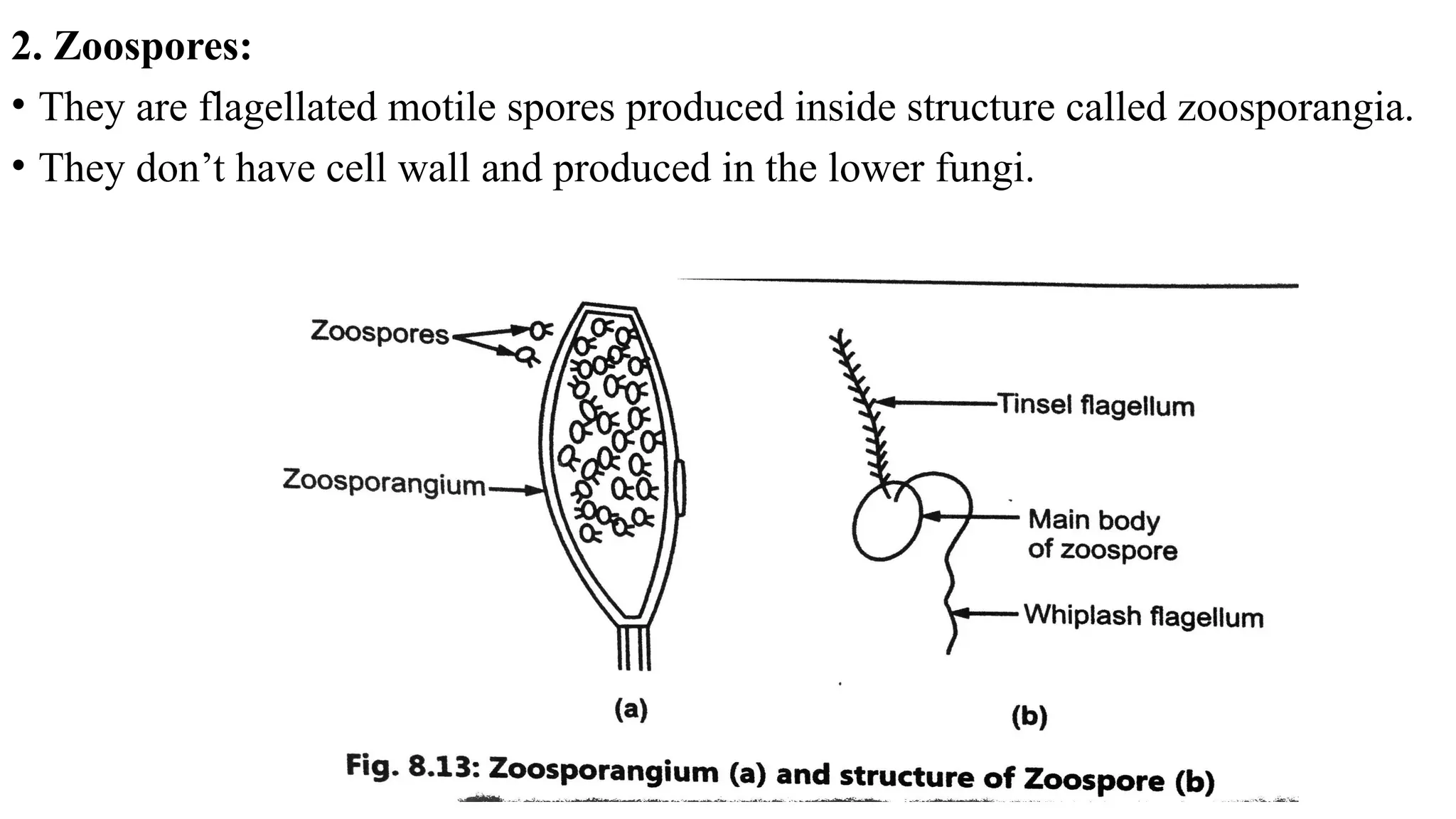 presentation on morphology classification, reproduction, cultivation of ...