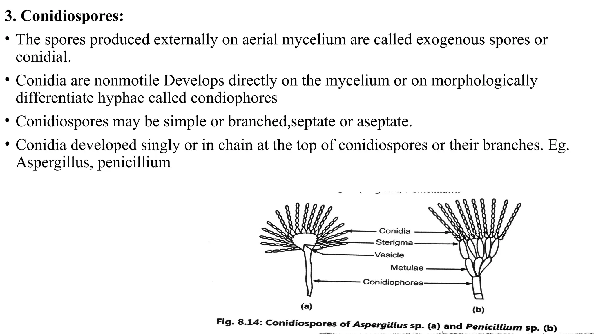 presentation on morphology classification, reproduction, cultivation of fungi_fungi | PPTX