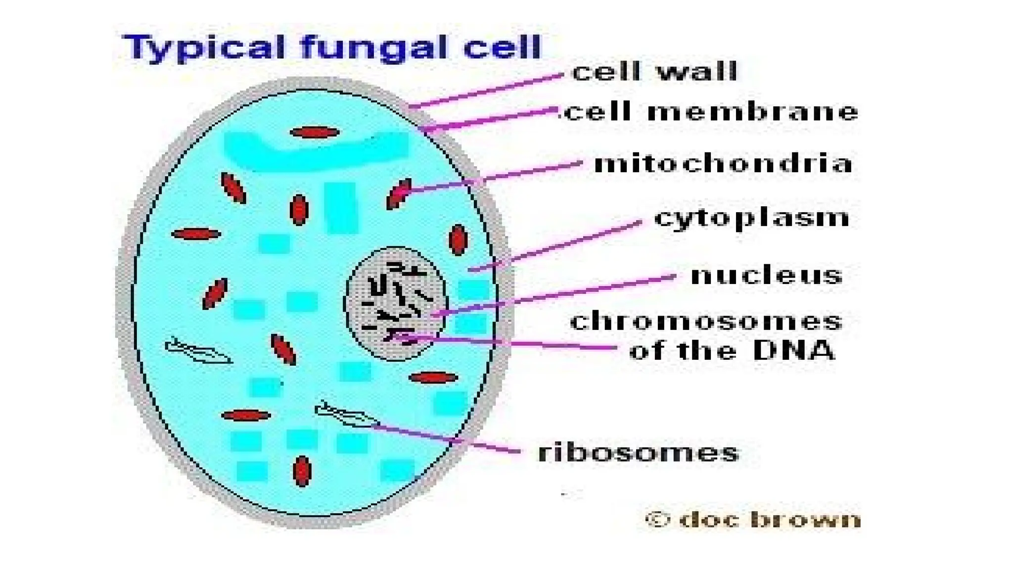 presentation on morphology classification, reproduction, cultivation of ...