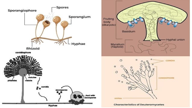 presentation on morphology classification, reproduction, cultivation of ...