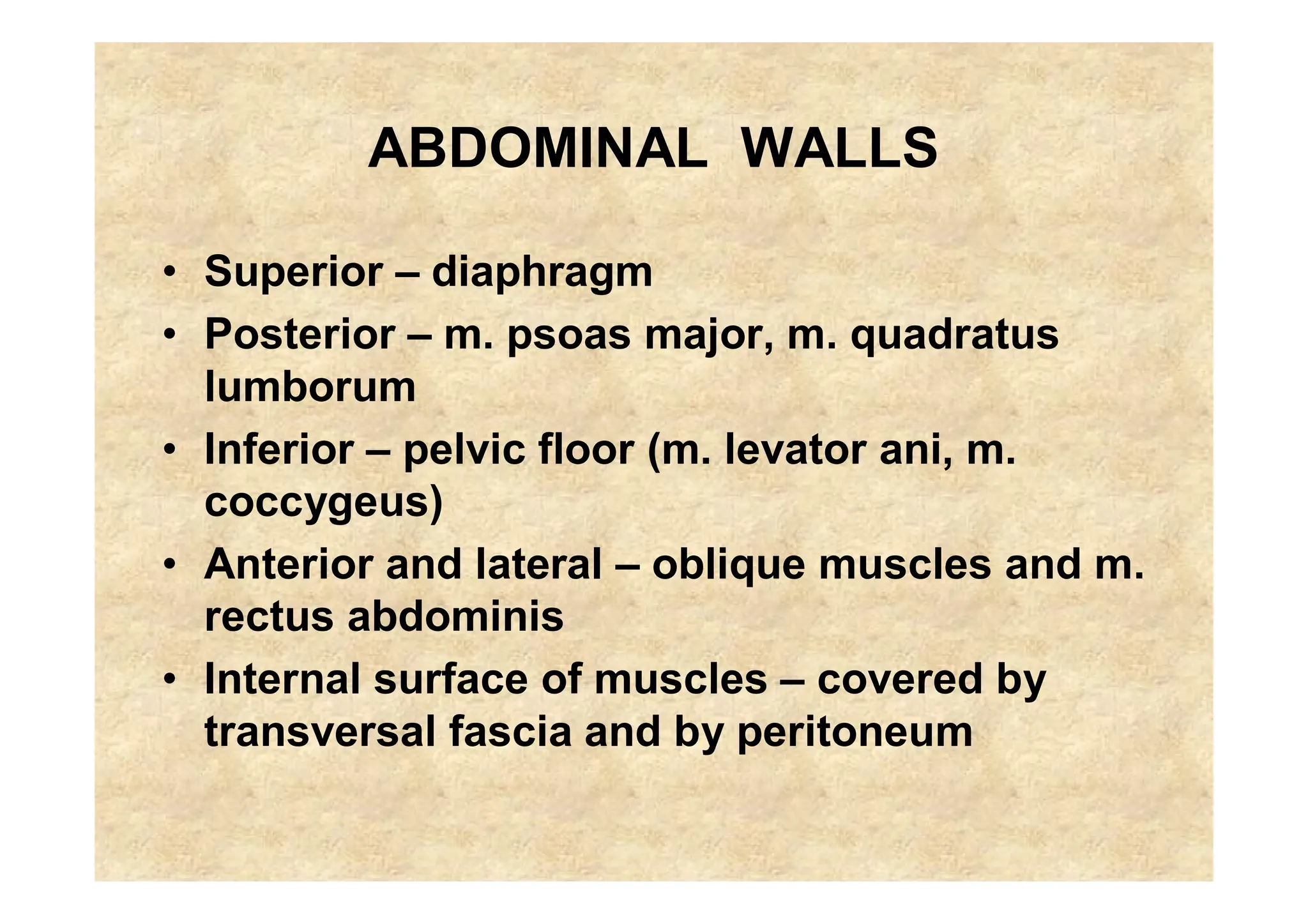 Clinical anatomy abdomin and details about this | PDF