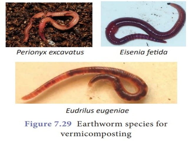 Types of Earthworms in vermicomposting.pptx