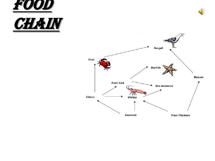 Crab Food Chain