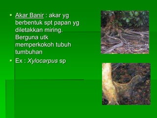 Akar | PPT