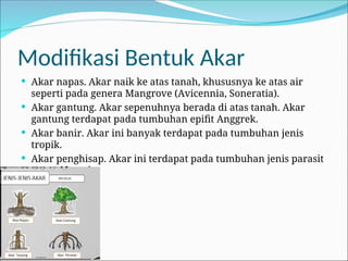 Atruktur dan fungsi bagian-bagian akar tumbuhan.ppt