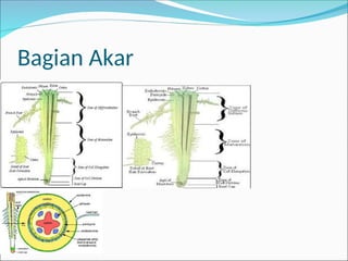 Atruktur dan fungsi bagian-bagian akar tumbuhan.ppt