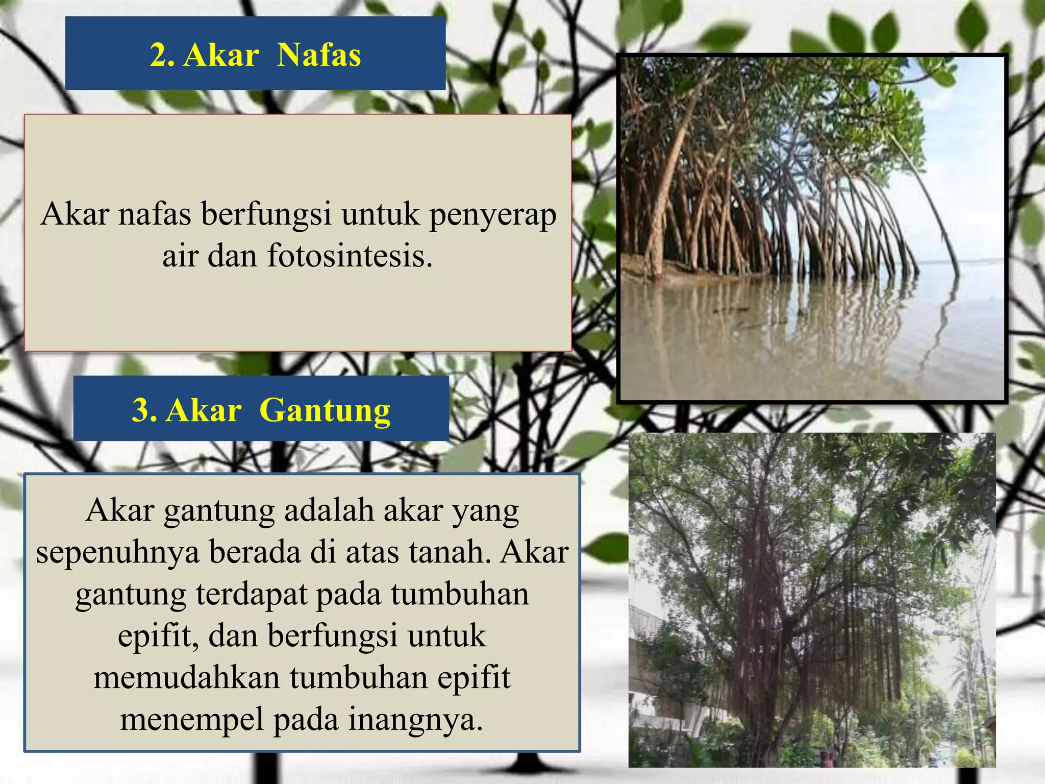 Akar Dan Batang.pptx