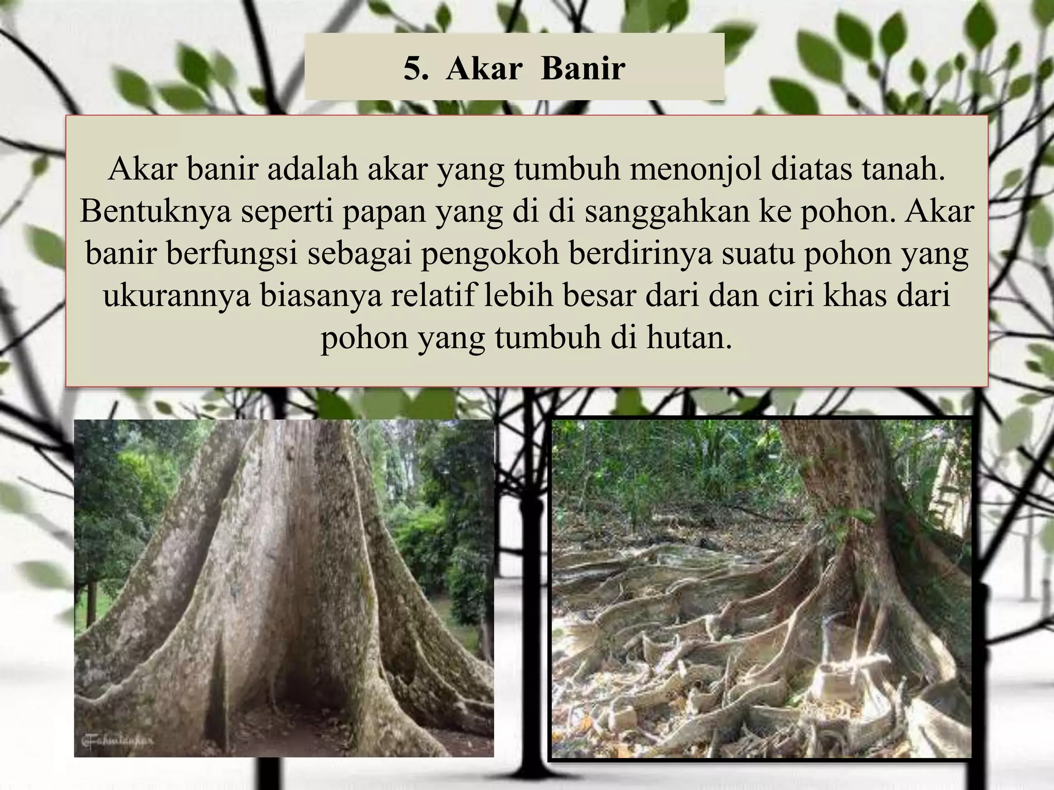 Akar Dan Batang.pptx