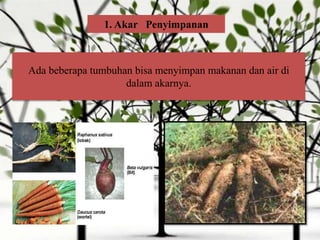 Akar Dan Batang.pptx