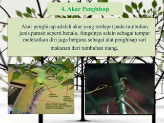 Akar Dan Batang.pptx