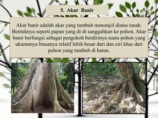 Akar Dan Batang.pptx