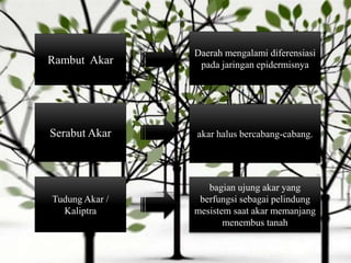 Akar Dan Batang.pptx