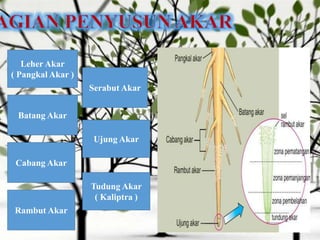 Akar Dan Batang.pptx
