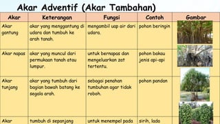Bagian-Bagian Tumbuhan Akar dan Batang.pptx