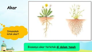 Bagian-Bagian Tumbuhan Akar dan Batang.pptx