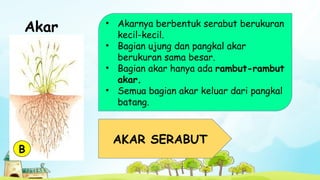 Bagian-Bagian Tumbuhan Akar dan Batang.pptx