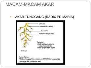 AKAR (RADIX)-EDIT.pptx