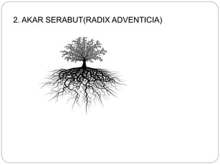 AKAR (RADIX)-EDIT.pptx