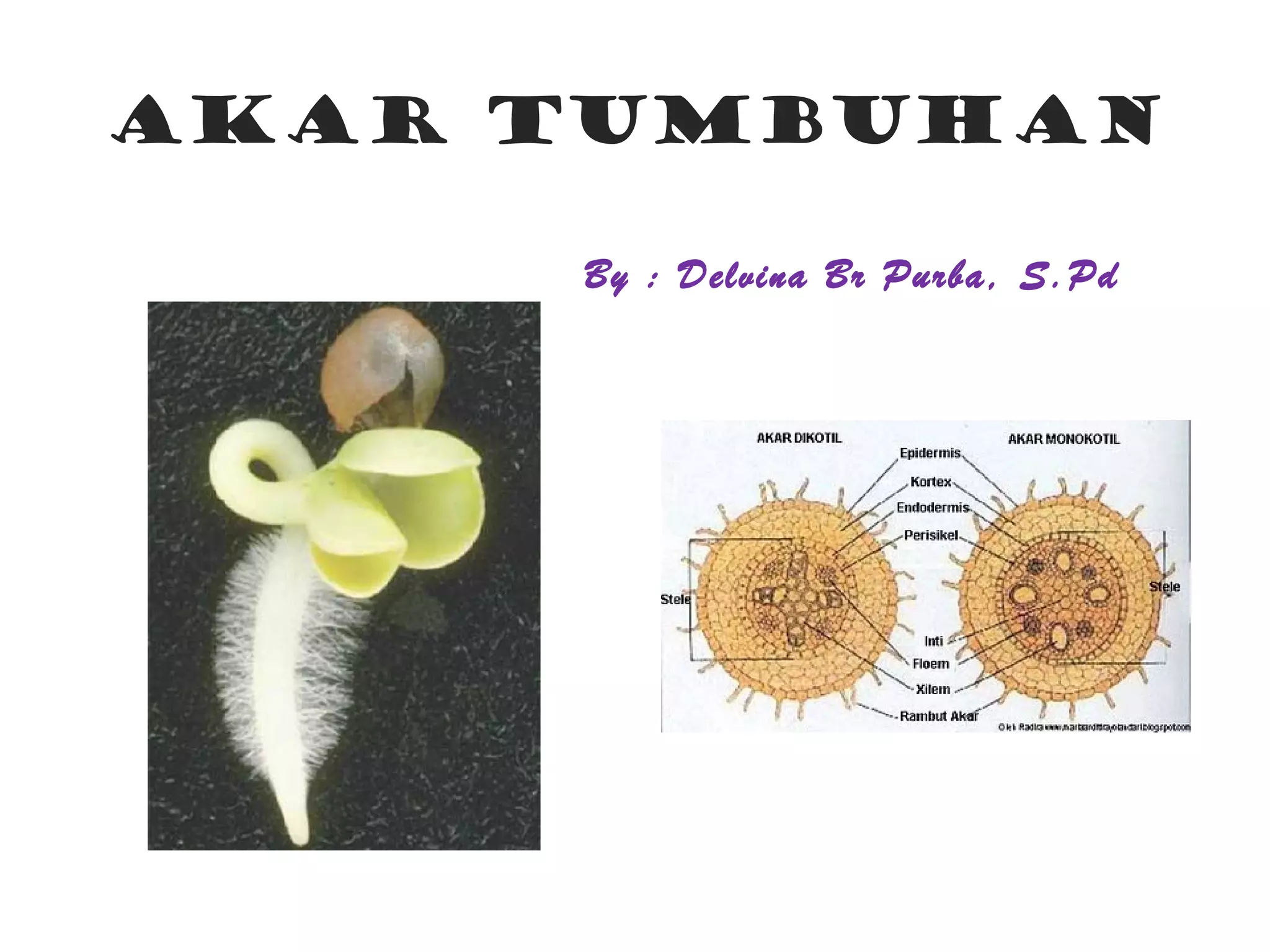 Akar tanaman | PPT