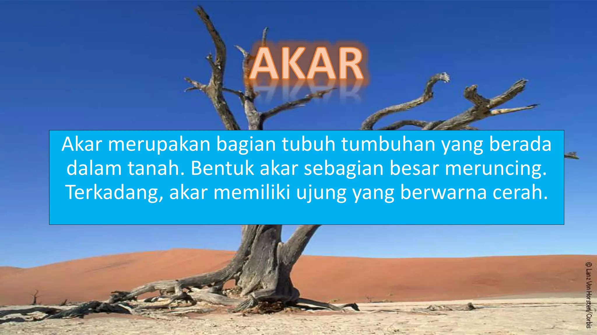 AKAR TUMBUHAN BIOLOGI MISA VLKRN | PPT