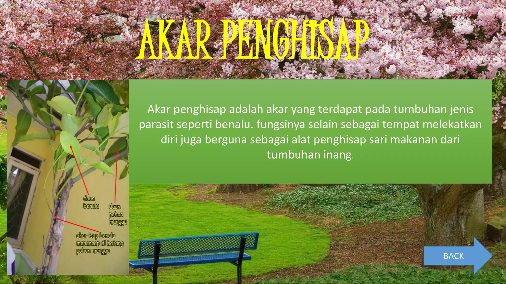 AKAR TUMBUHAN BIOLOGI MISA VLKRN | PPT