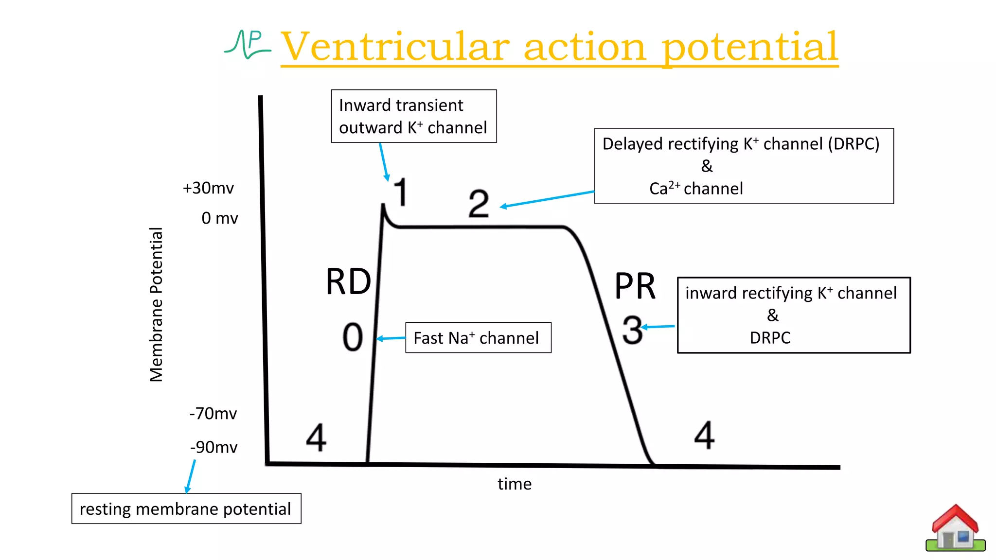 Class – I Antiarrhythmic Agents (Membrane Stabilizing Agent) | PPTX