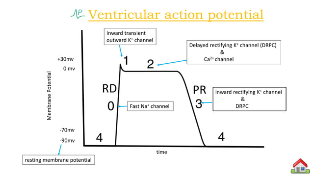 Class – I Antiarrhythmic Agents (Membrane Stabilizing Agent) | PPTX ...
