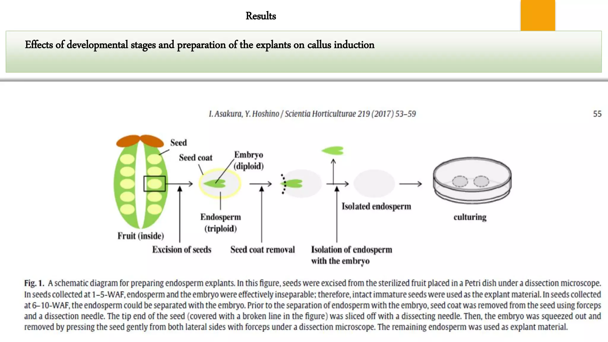 Endosperm culture. | PPTX